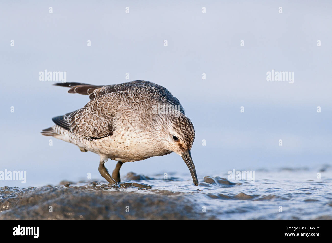 Red Knot (Calidris canutus) in the mud, Wadden Sea, Holwerd, Friesland ...
