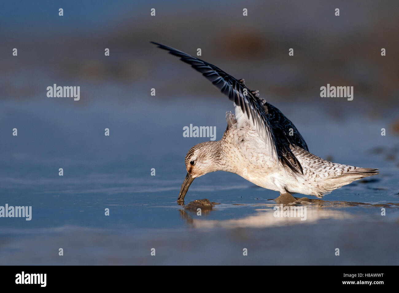 Red Knot (Calidris canutus) foraging in the mud with open wings, Wadden ...