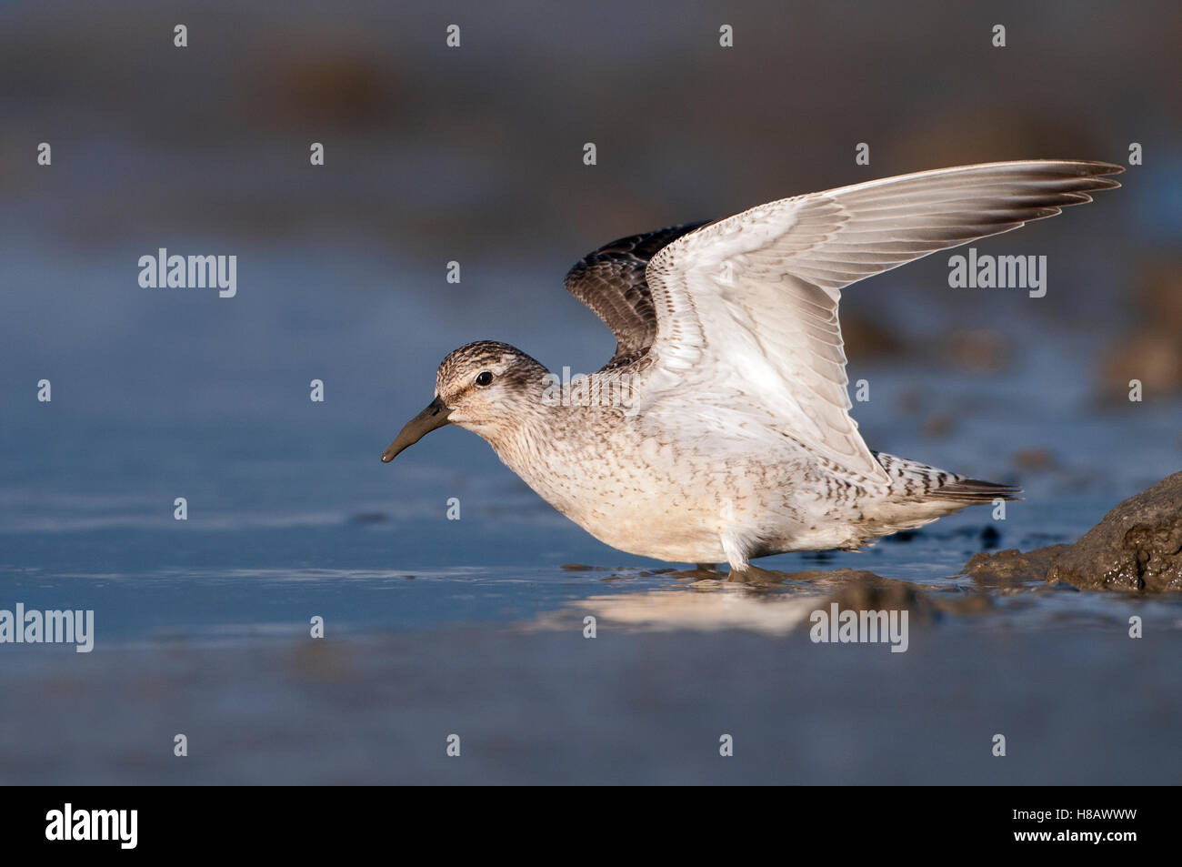 Red Knot (Calidris canutus) foraging in the mud with open wings, Wadden ...