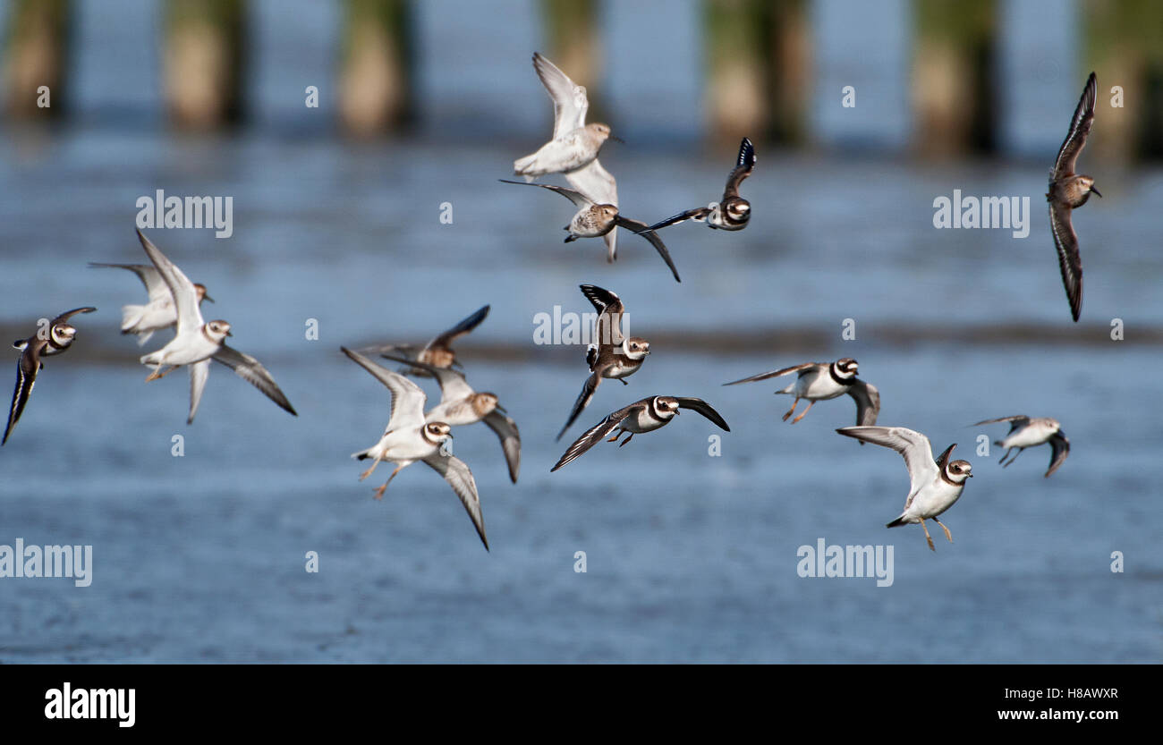 Common Ringed Plover (Charadrius hiaticula) flock flying with Dunlin ...