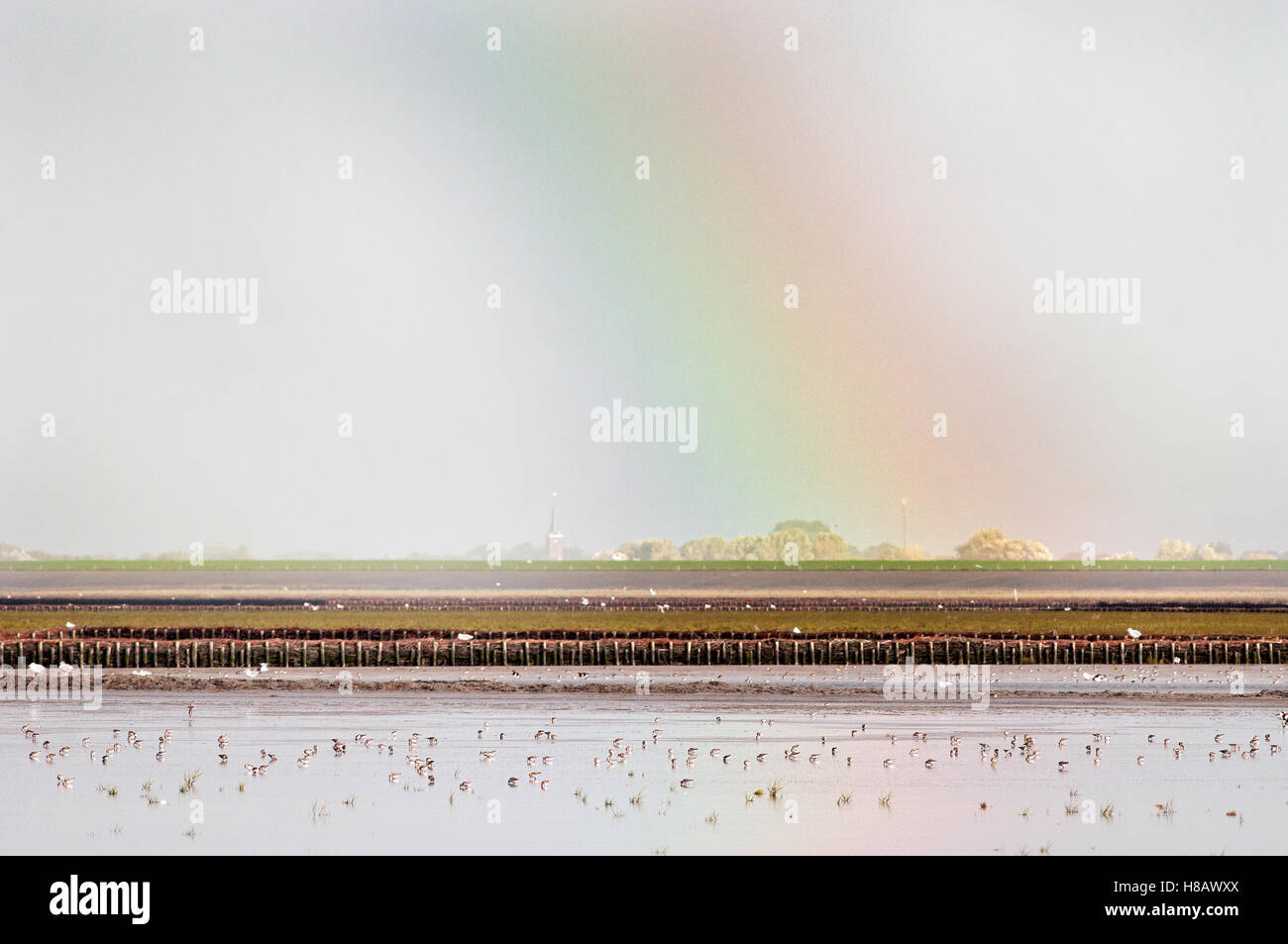 Flocks of birds foraging in the mud in front of rainbow, Wadden Sea ...