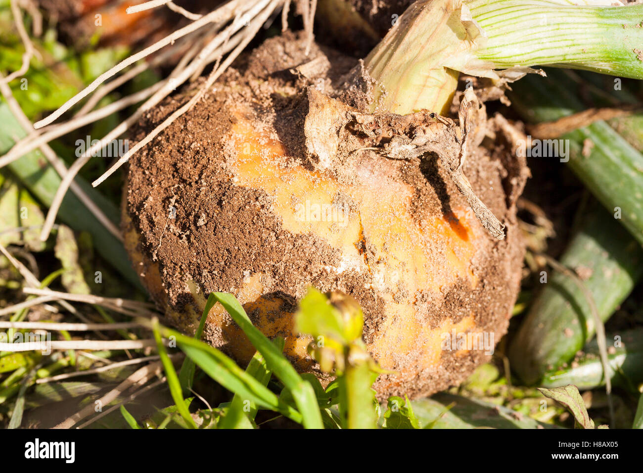 ripe onion head Stock Photo - Alamy