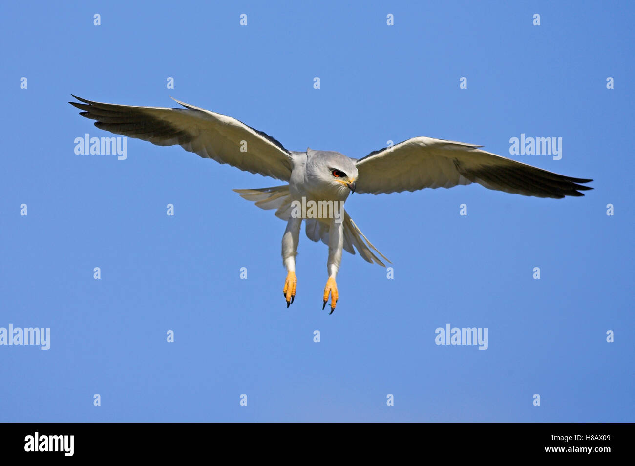 Black-winged Kite (Elanus caeruleus) flying against a blue sky, West ...