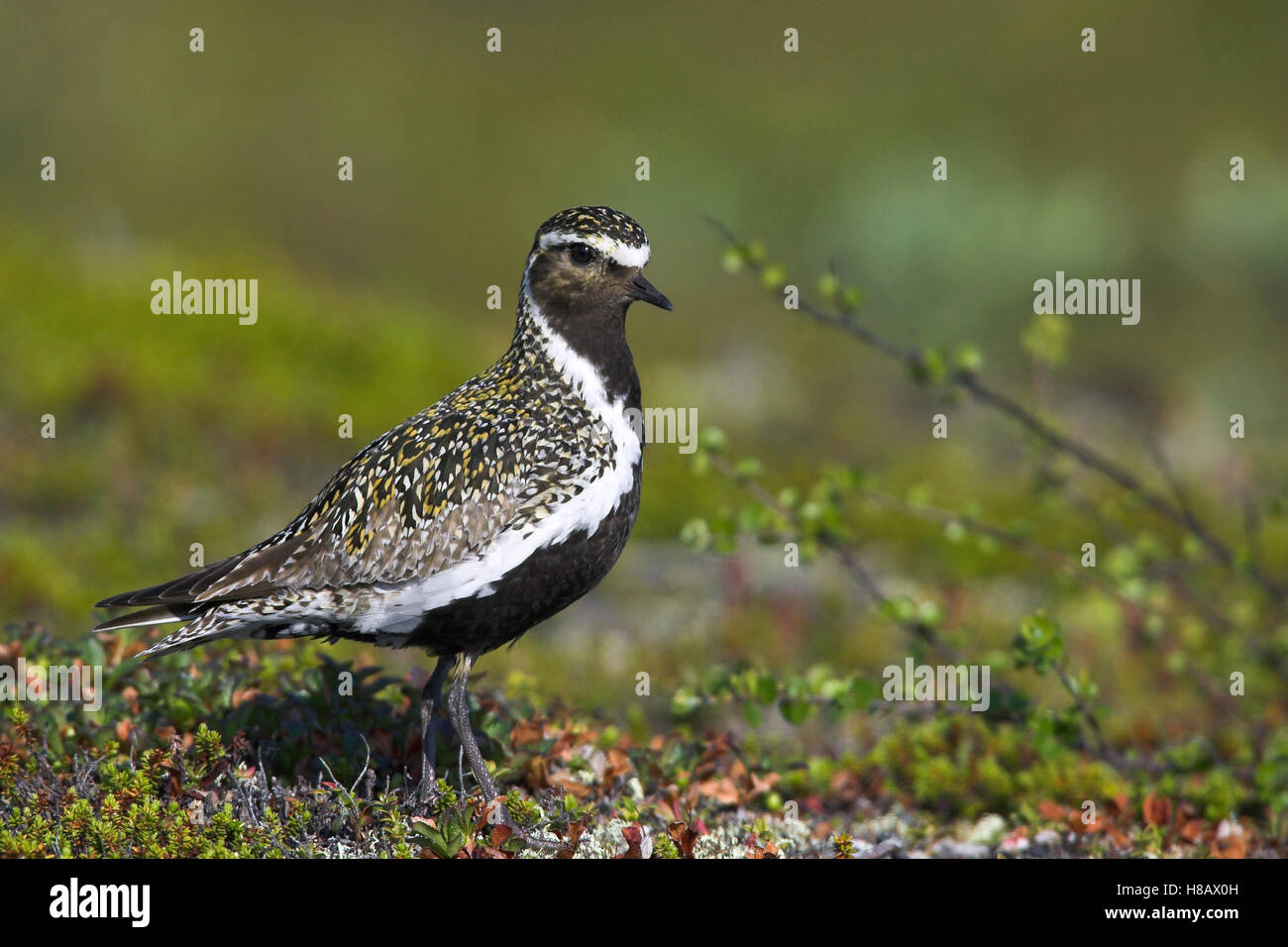 European Golden Plover (Pluvialis apricaria) in breeding plumage ...