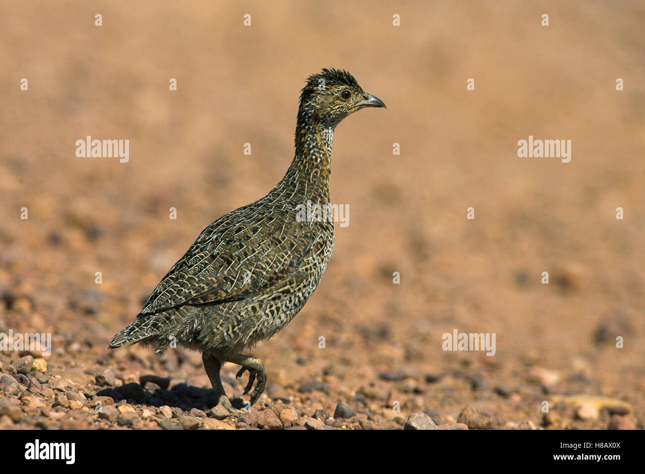 Grey-winged Francolin (Francolinus africanus), Bontebok National Park ...