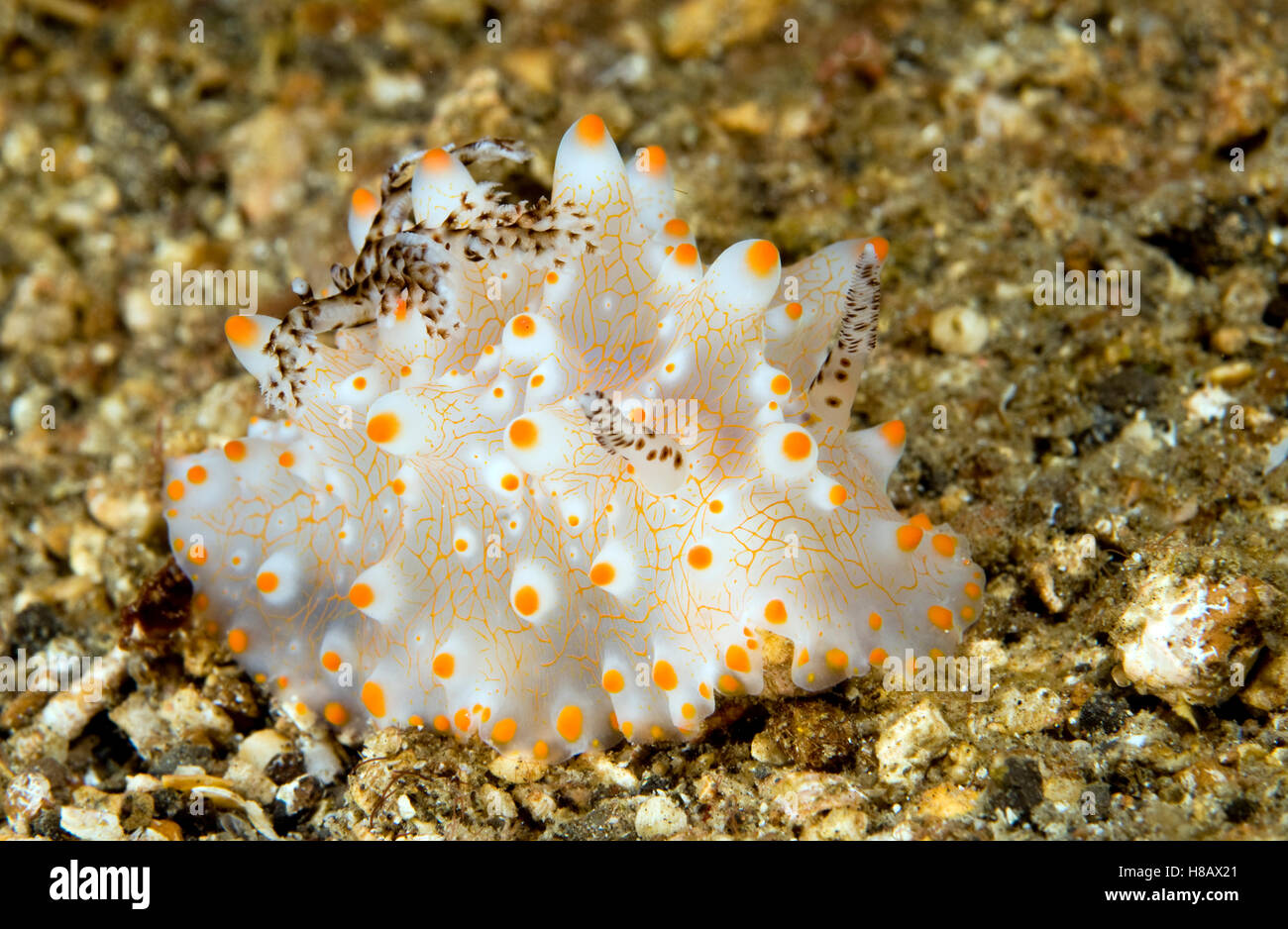 Nudibranch (Halgerda batangas), Lembeh, Sulawesi, Indonesia Stock Photo ...