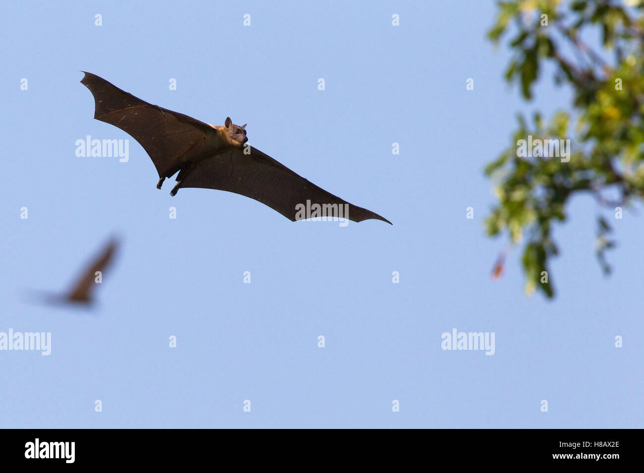Straw-colored Fruit Bat (Eidolon helvum) flying, Kasanka National Park ...