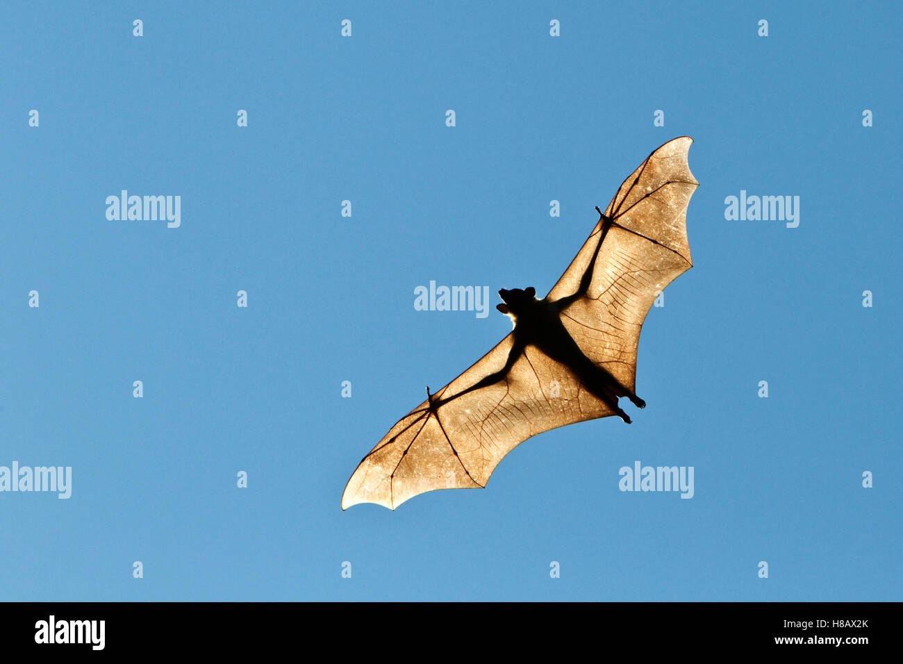 Straw-colored Fruit Bat (Eidolon helvum) flying, Kasanka National Park ...