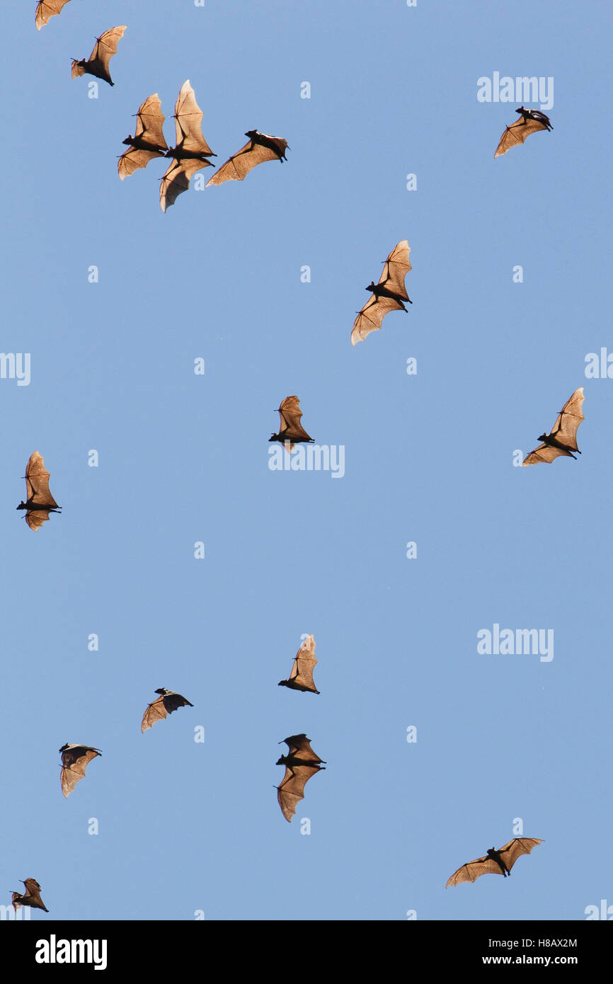 Straw-colored Fruit Bat (Eidolon helvum) group flying, Kasanka National ...