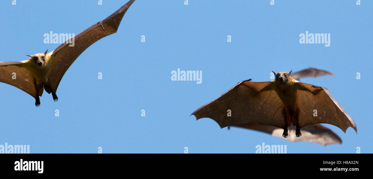 Straw-colored Fruit Bat (Eidolon helvum) pair flying, Kasanka National ...