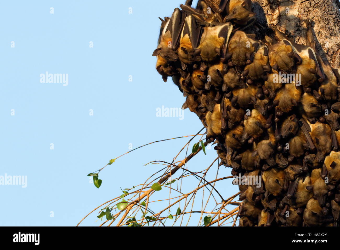 Straw-colored Fruit Bat (Eidolon helvum) group huddling on branch ...