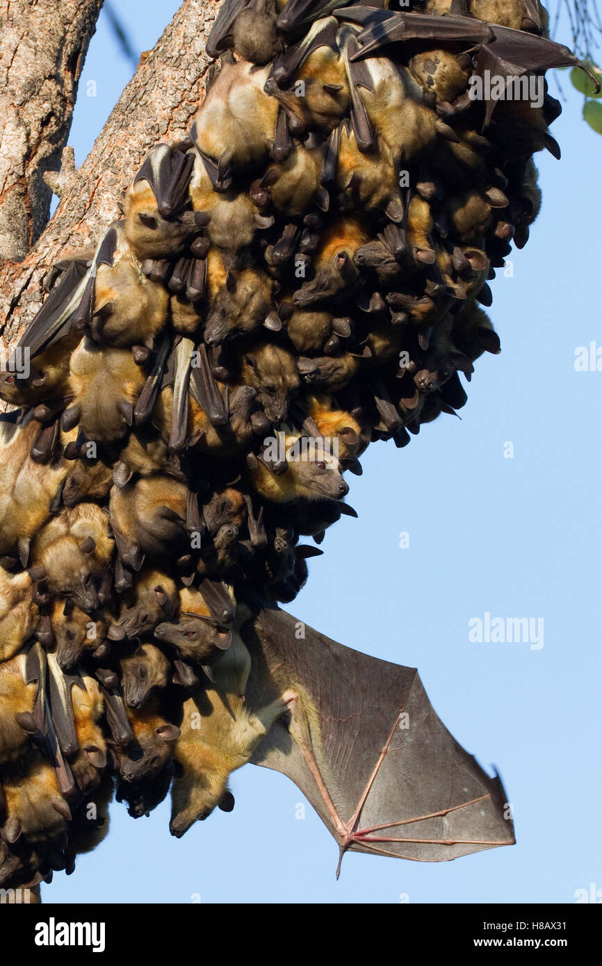Straw-colored Fruit Bat (Eidolon helvum) group huddling on branch ...