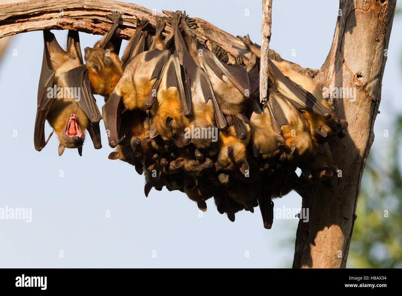 Straw-colored Fruit Bat (Eidolon helvum) group huddling on branch ...