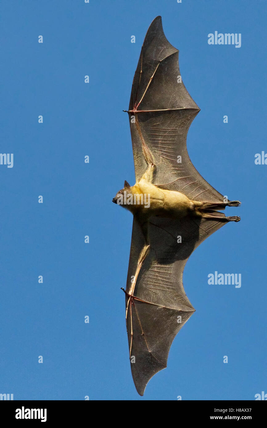 Straw-colored Fruit Bat (Eidolon helvum) flying, Kasanka National Park ...