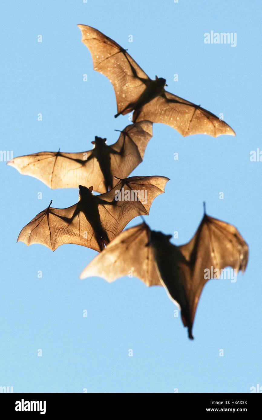 Straw-colored Fruit Bat (Eidolon helvum) flying, Kasanka National Park ...