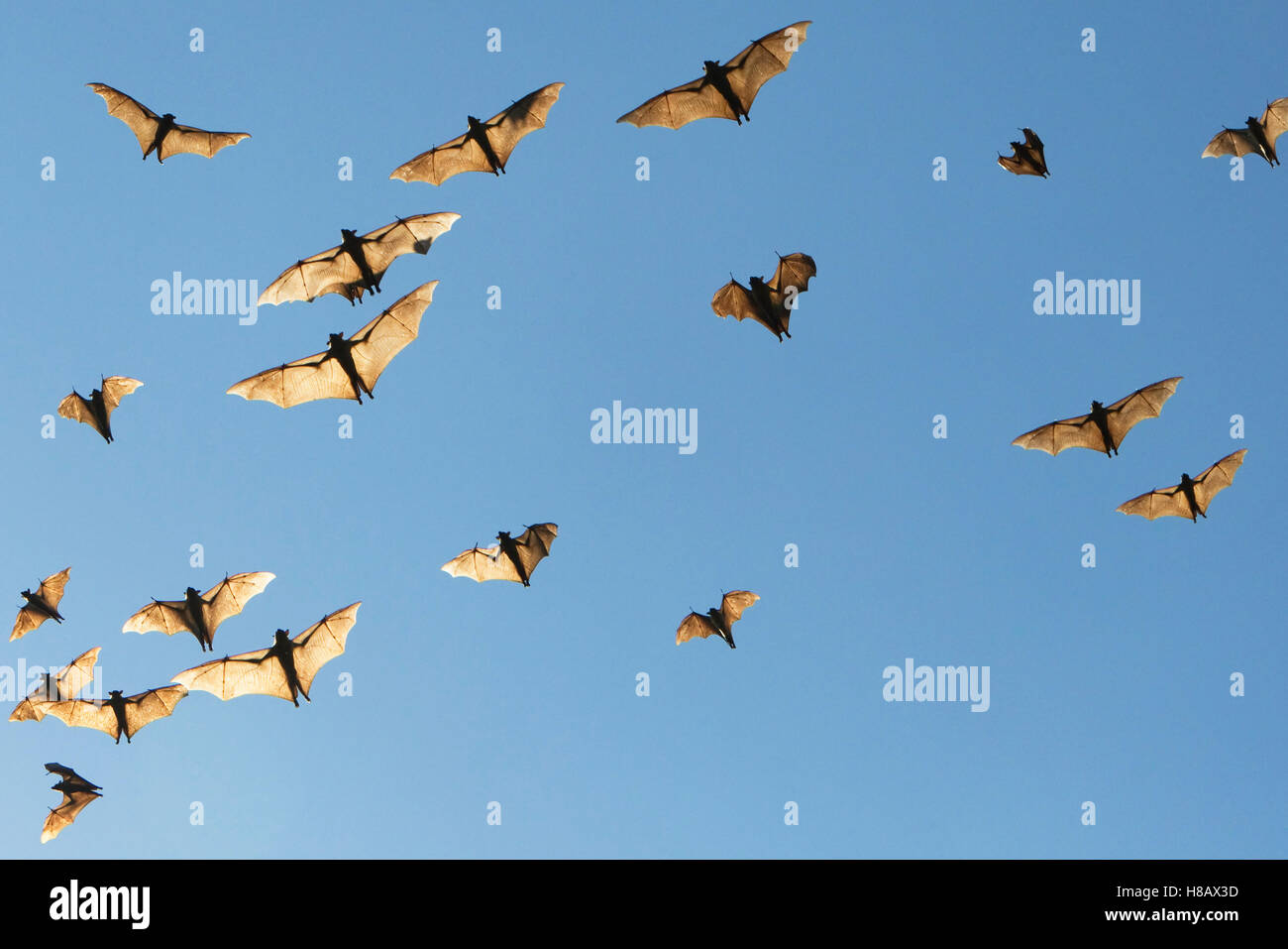 Straw-colored Fruit Bat (Eidolon helvum) group flying, Kasanka National ...