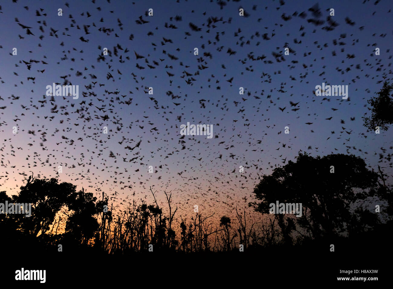 Straw-colored Fruit Bat (Eidolon helvum) swarm flying at sunset ...