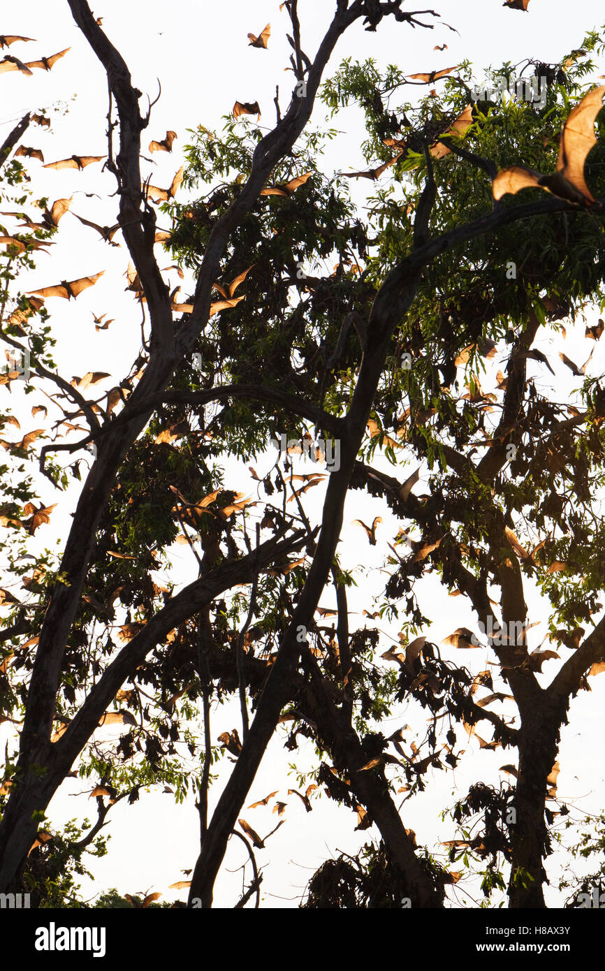 Straw-colored Fruit Bat (Eidolon helvum) group flying to roost, Kasanka ...