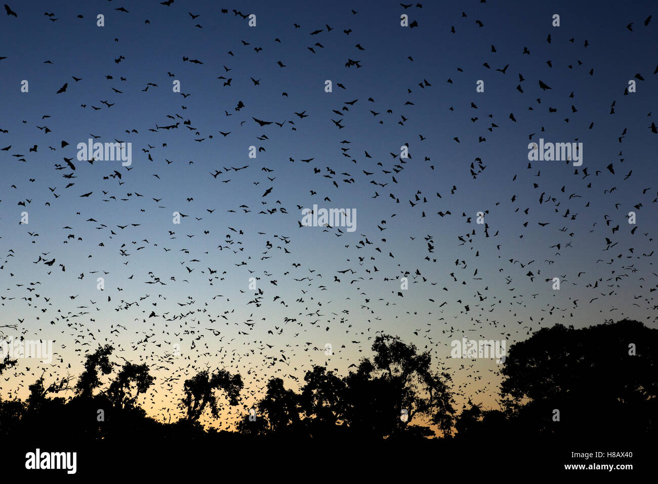 Straw-colored Fruit Bat (Eidolon helvum) group flying at sunset ...