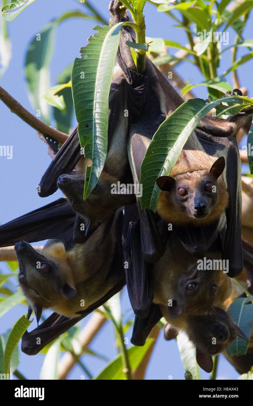 Straw-colored Fruit Bat (Eidolon helvum) hanging from a branch, Kasanka ...