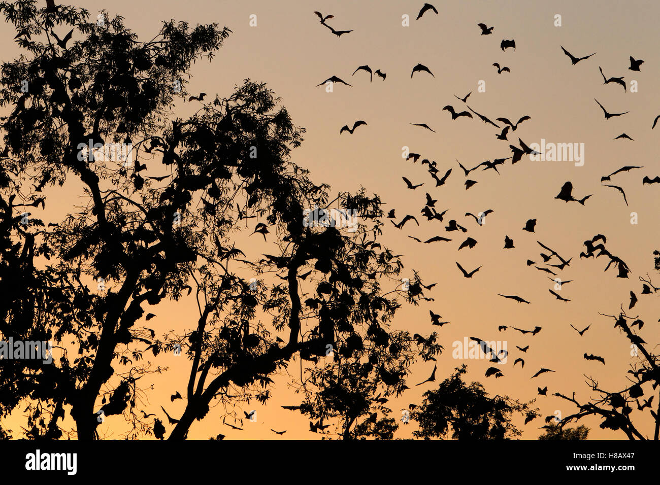 Straw-colored Fruit Bat (Eidolon helvum) group flying into roost tree ...