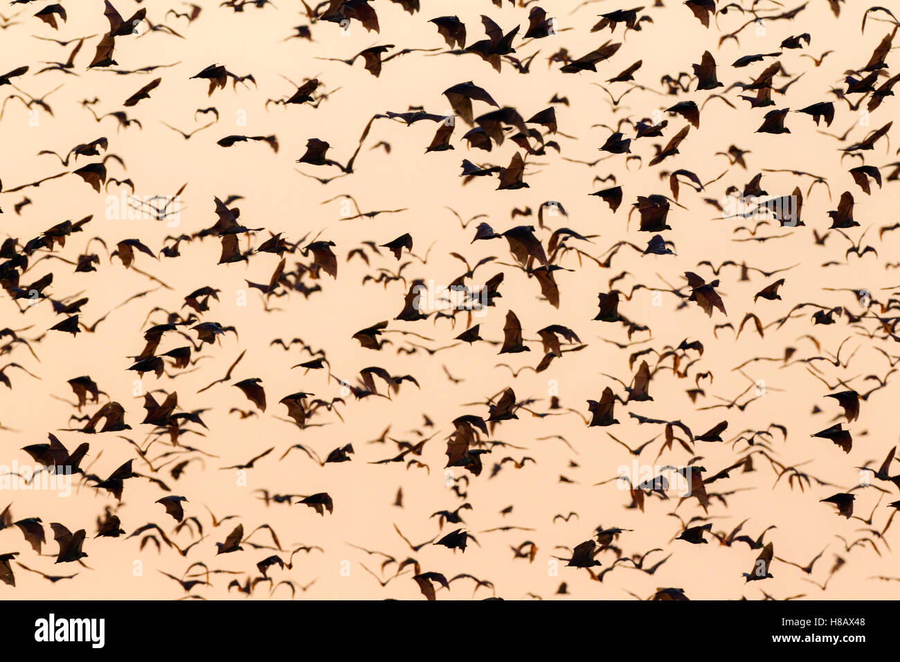 Straw-colored Fruit Bat (Eidolon helvum) group flying at sunrise ...