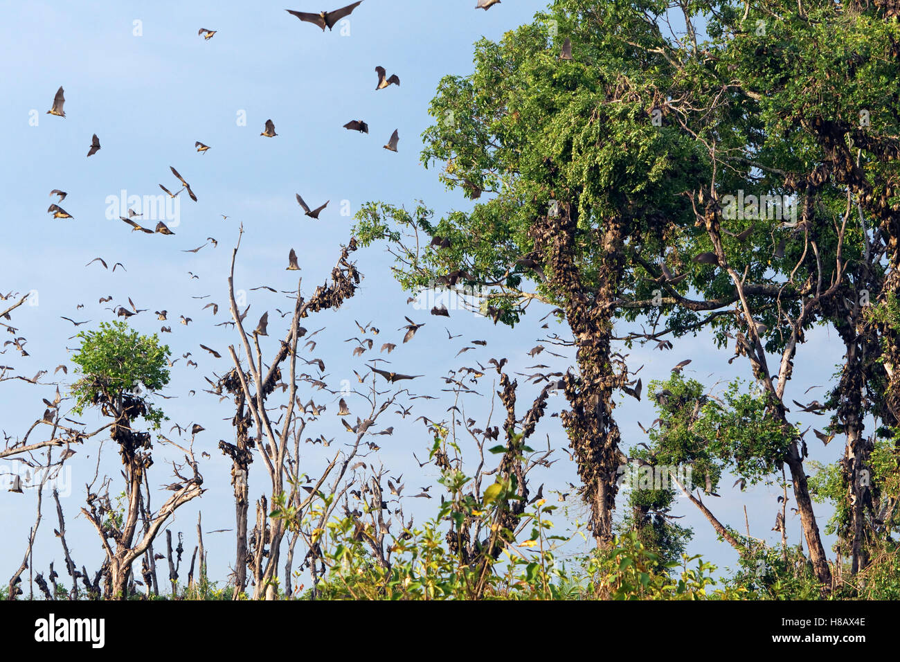 Straw-colored Fruit Bat (Eidolon helvum) group flying and roosting on ...