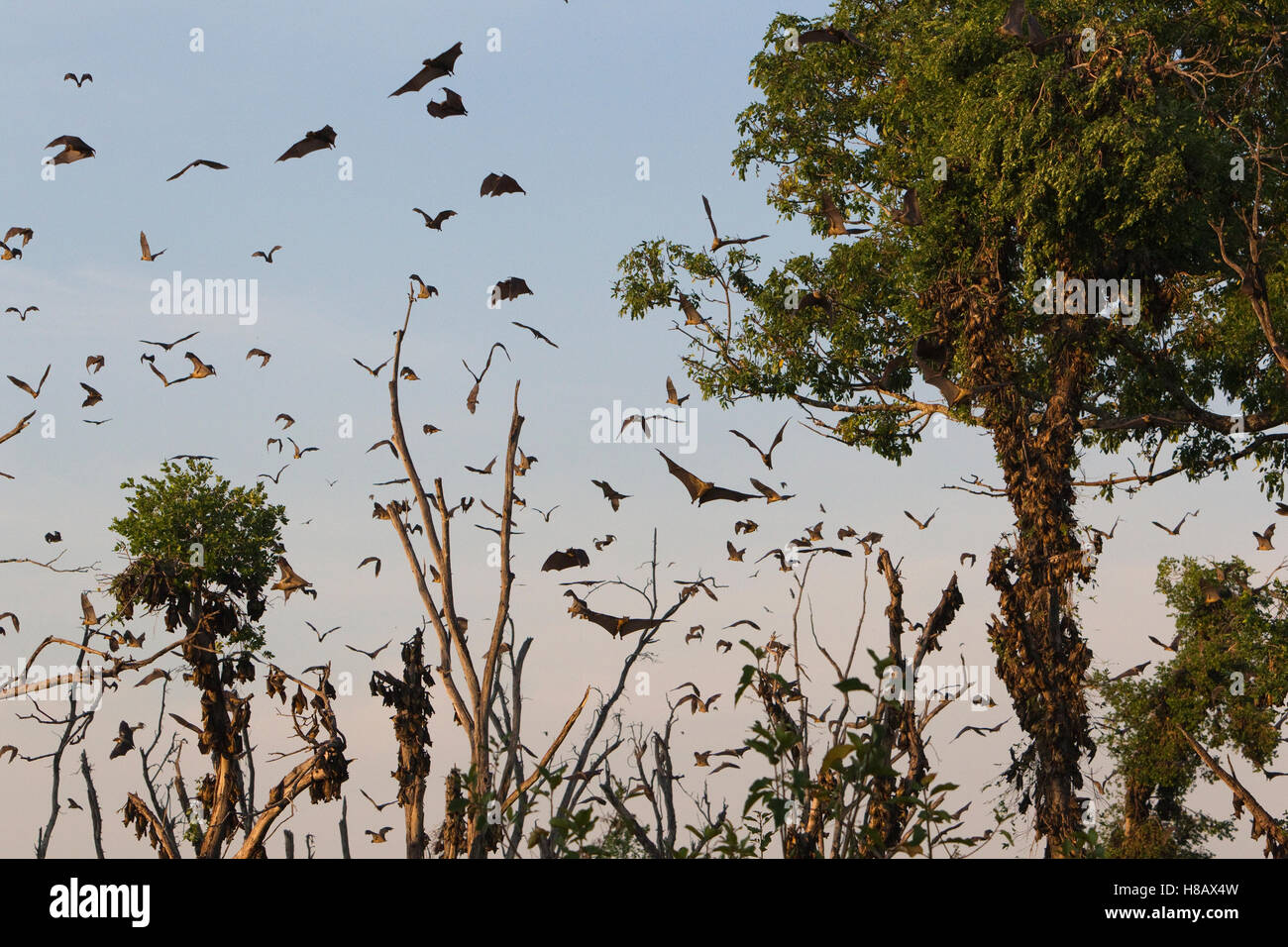 Straw-colored Fruit Bat (Eidolon helvum) group flying and roosting on ...
