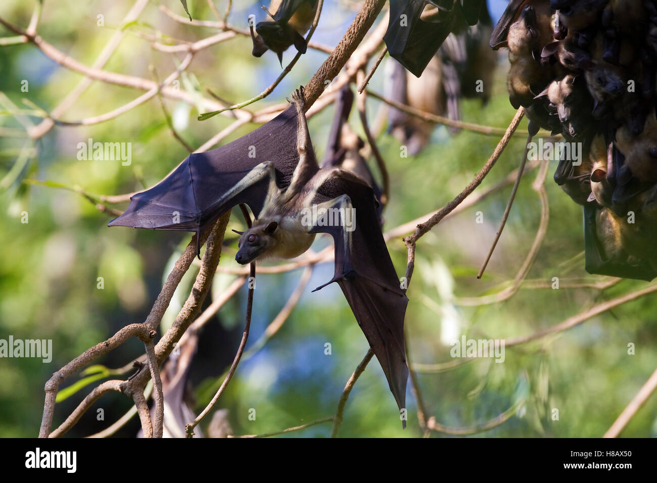 Straw-colored Fruit Bat (Eidolon helvum) taking off from branch ...