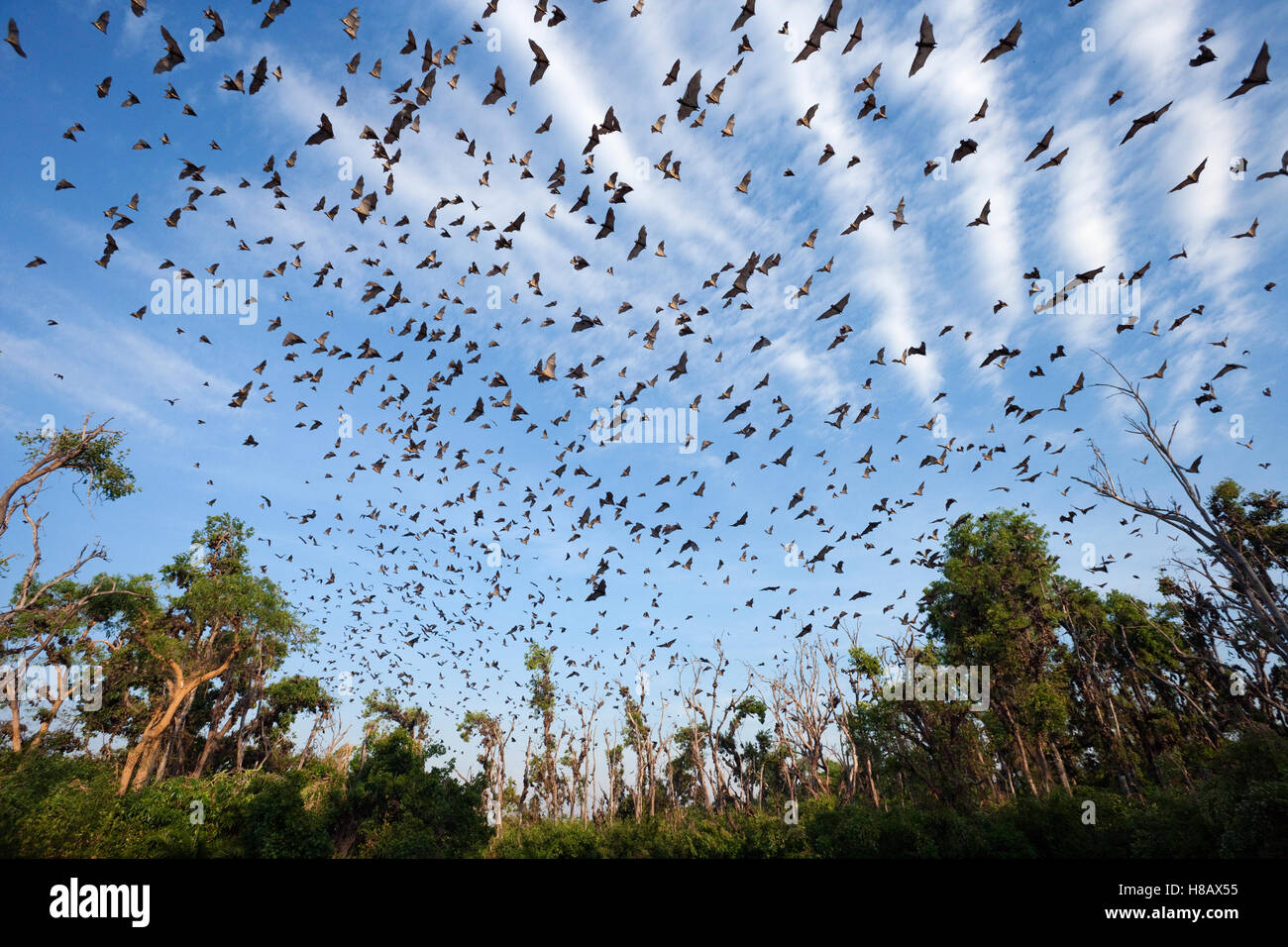 Straw-colored Fruit Bat (Eidolon helvum) group, Kasanka National Park ...
