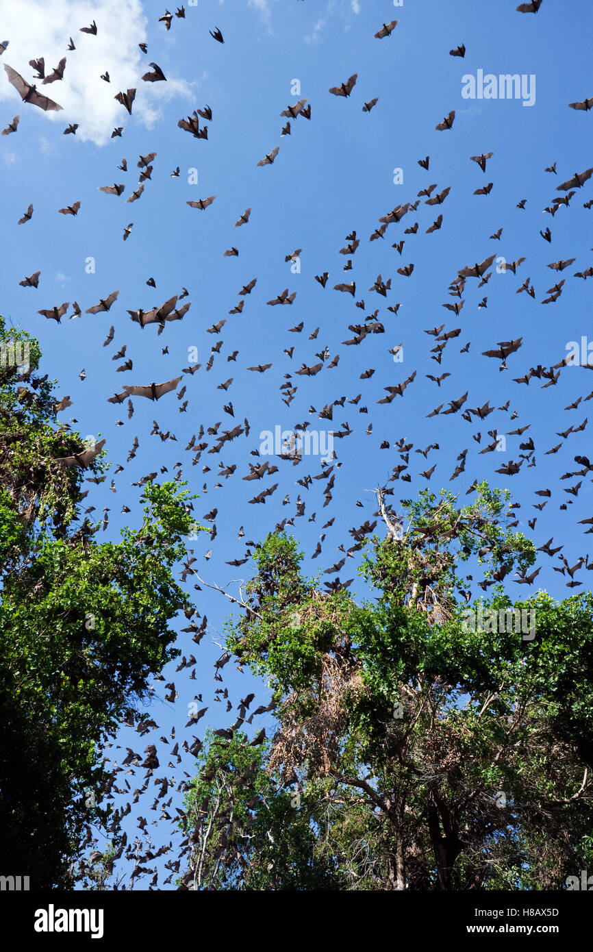 Straw-colored Fruit Bat (Eidolon helvum) swarm flying through the ...