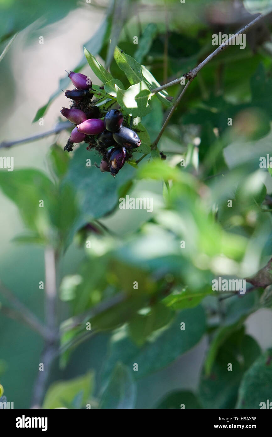Water Berry (Syzygium cordatum) berries, Kasanka National Park, Zambia ...