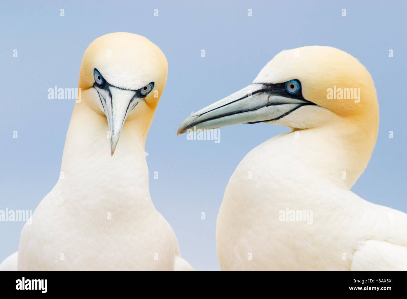 Northern Gannet (Morus bassanus) pair, Saltee Islands, Ireland Stock Photo - Alamy