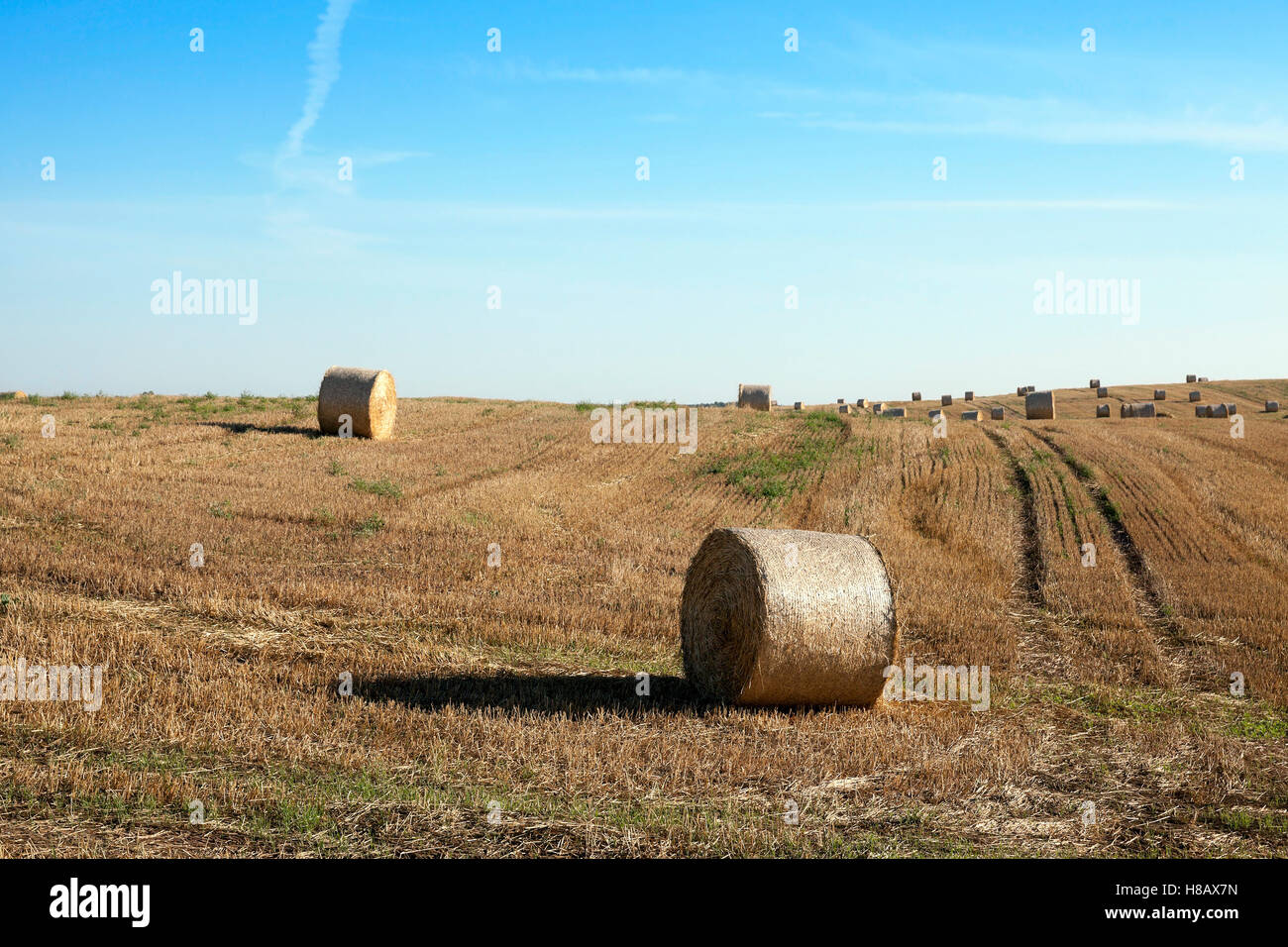 stack of wheat straw Stock Photo - Alamy