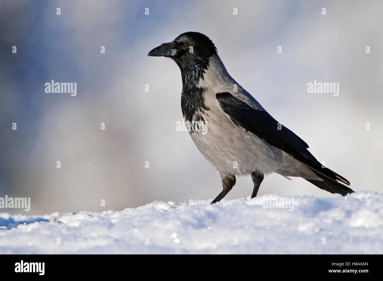 Hooded Crow (Corvus cornix) in the snow, Lauvsnes, Norway Stock Photo ...