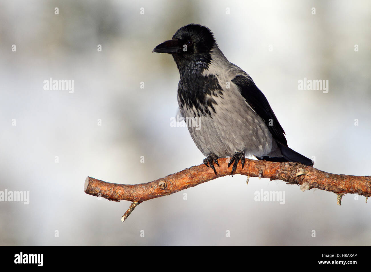 Hooded Crow (Corvus cornix), Lauvsnes, Norway Stock Photo - Alamy