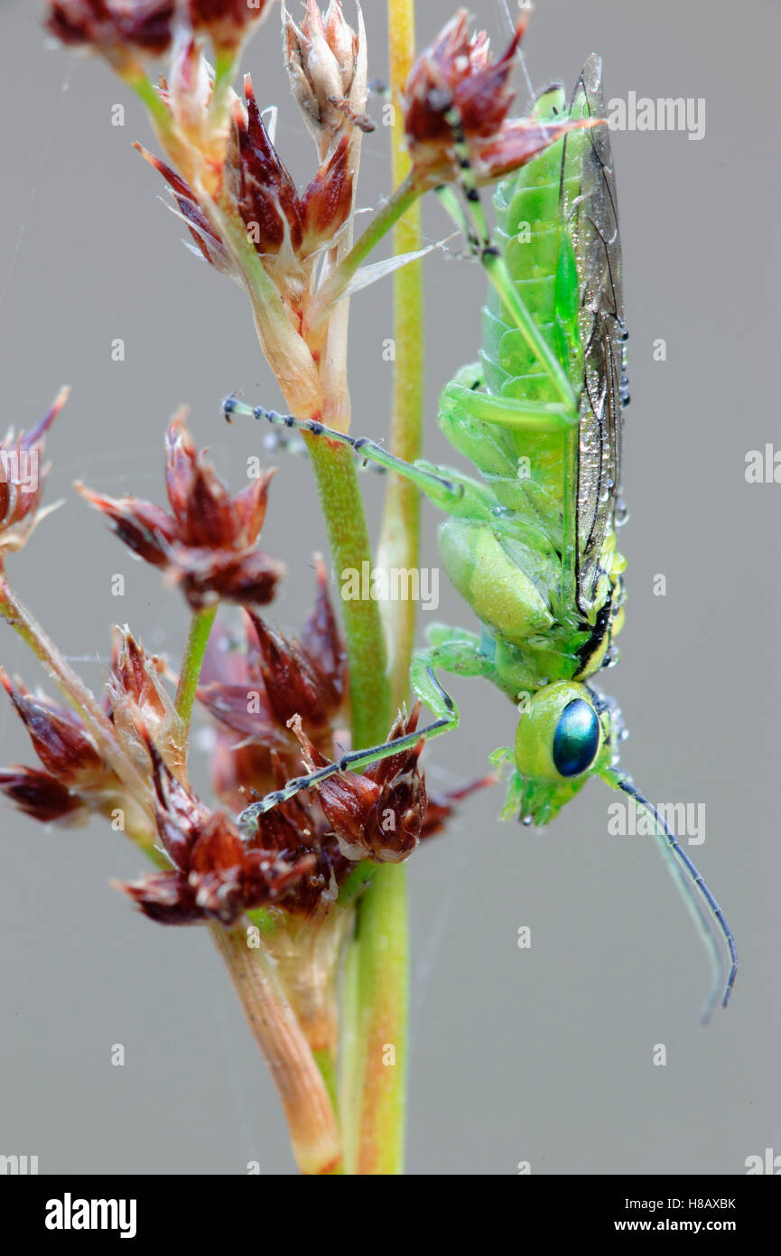 Green Sawfly (Rhogogaster viridis), Antwerp, Flanders, Belgium Stock ...
