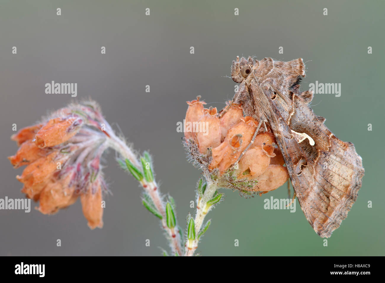Gamafly (Autographa gamma) moth on Cross-leaved Heath (Erica tetralix ...