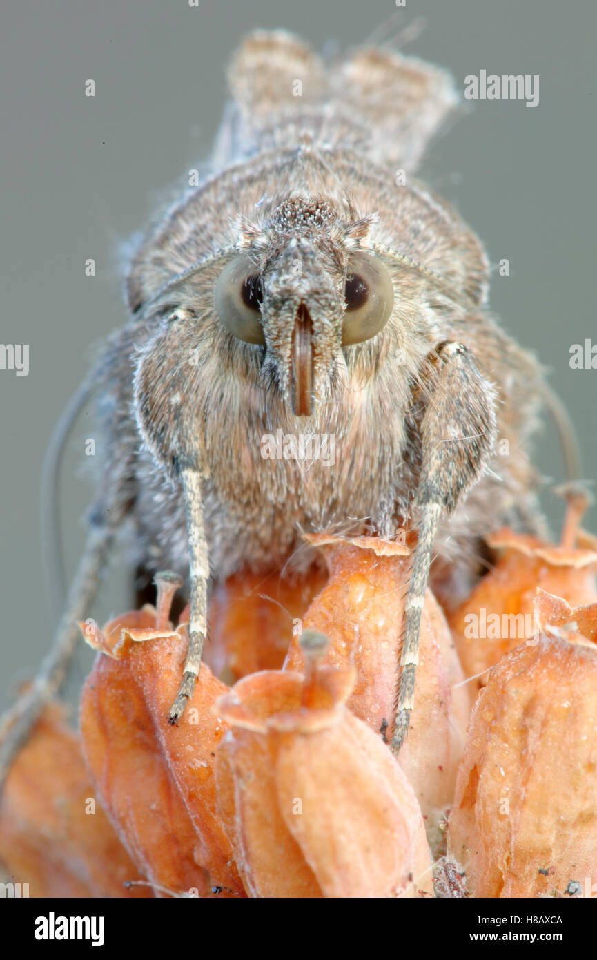 Gamafly (Autographa gamma) on Cross-leaved Heath (Erica tetralix ...
