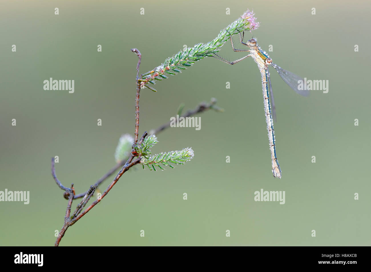 Emerald Damselfly (Lestes sponsa) female on Cross-leaved Heath (Erica ...