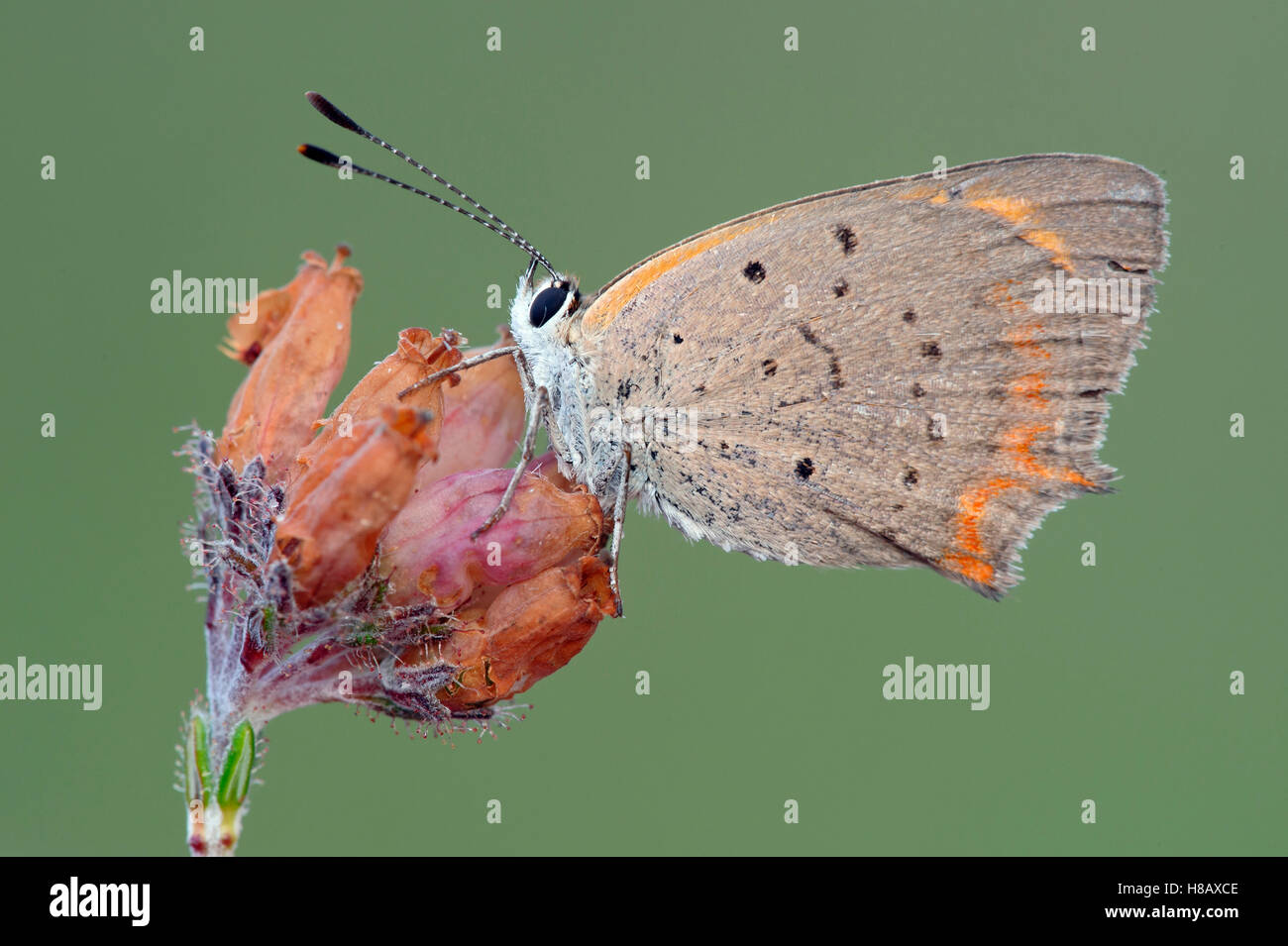 Small Copper (Lycaena phlaeas) on Cross-leaved Heath (Erica tetralix ...