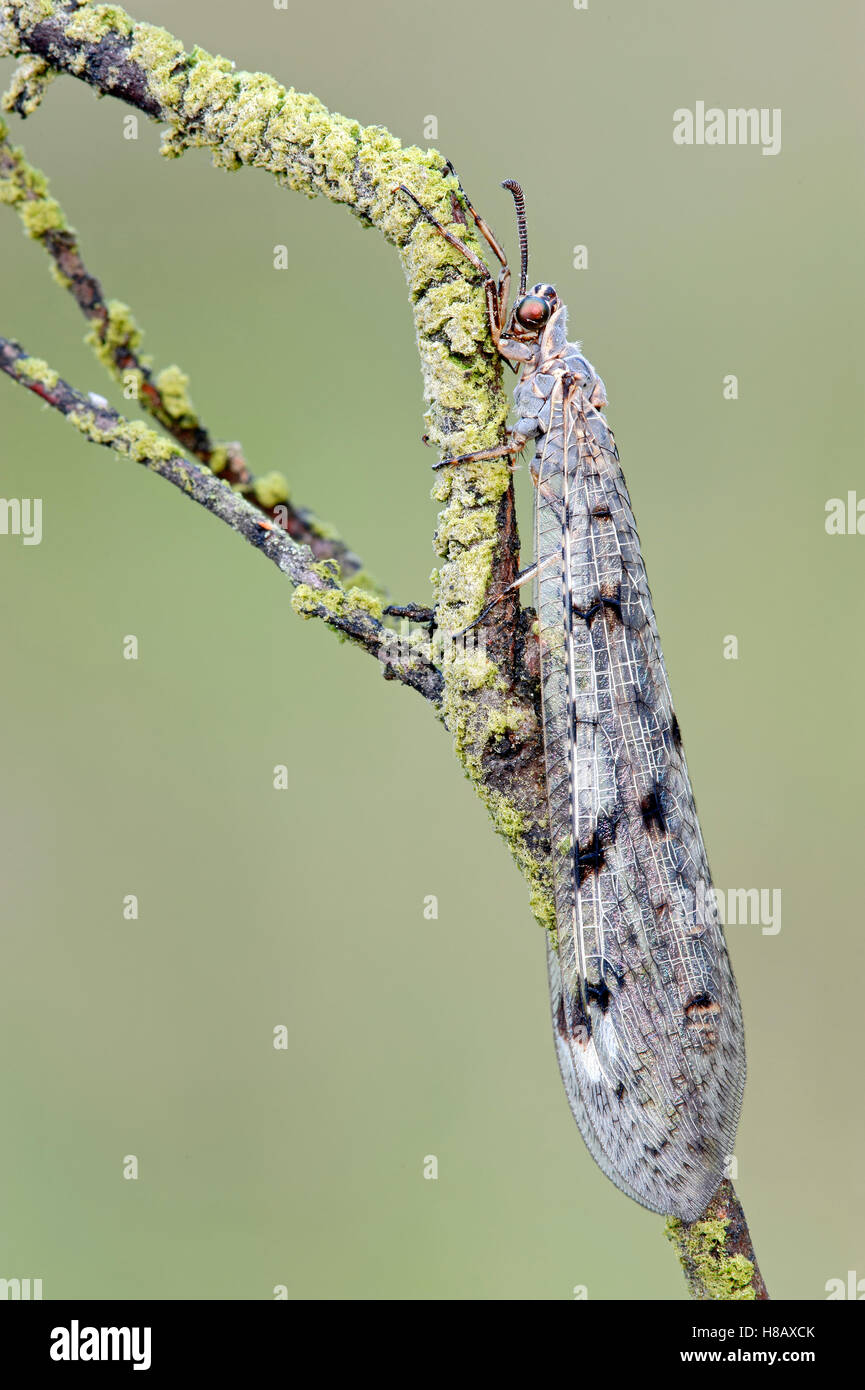 Antlion (Euroleon nostras) camouflaged on a twig of Heather (Calluna ...