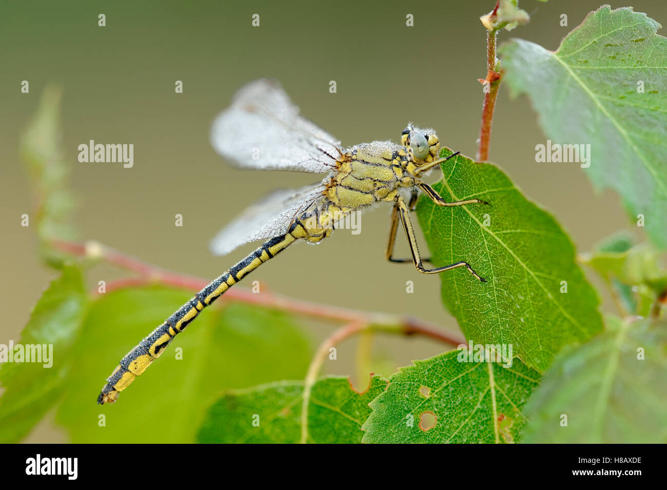 Yellow-legged Clubtail (Gomphus pulchellus) dragonfly, Campine, Antwerp ...