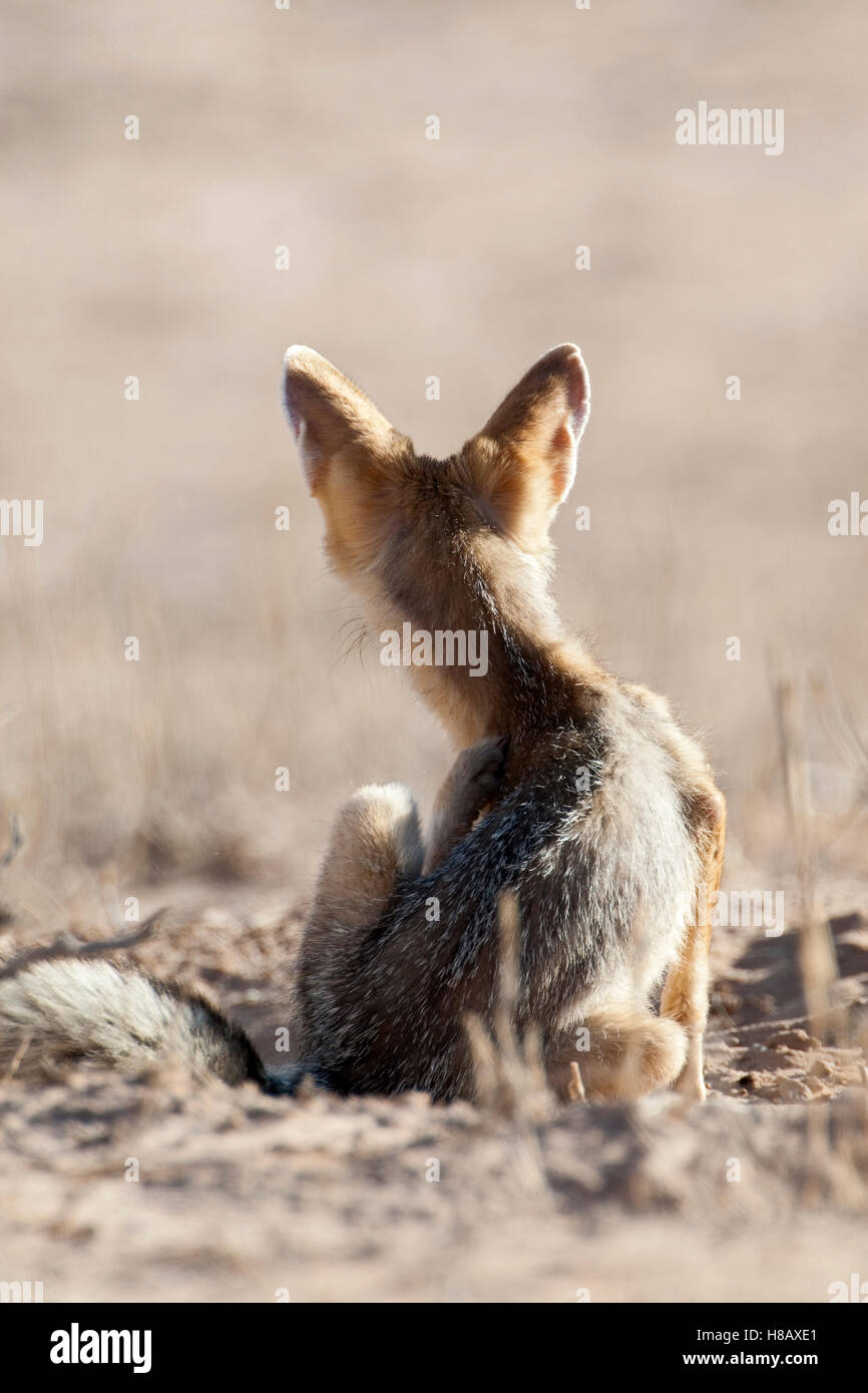 Cape Fox (Vulpes chama) scratching itself, Nossob River, Kgalagadi ...