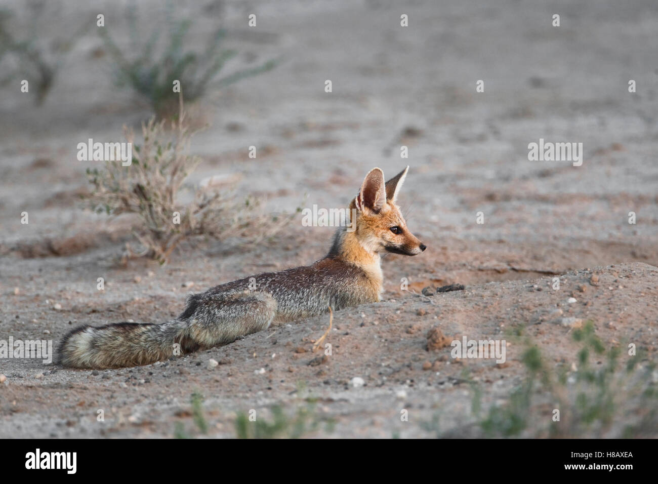 Cape Fox (Vulpes chama) at den, Nossob River, Kgalagadi Transfrontier ...