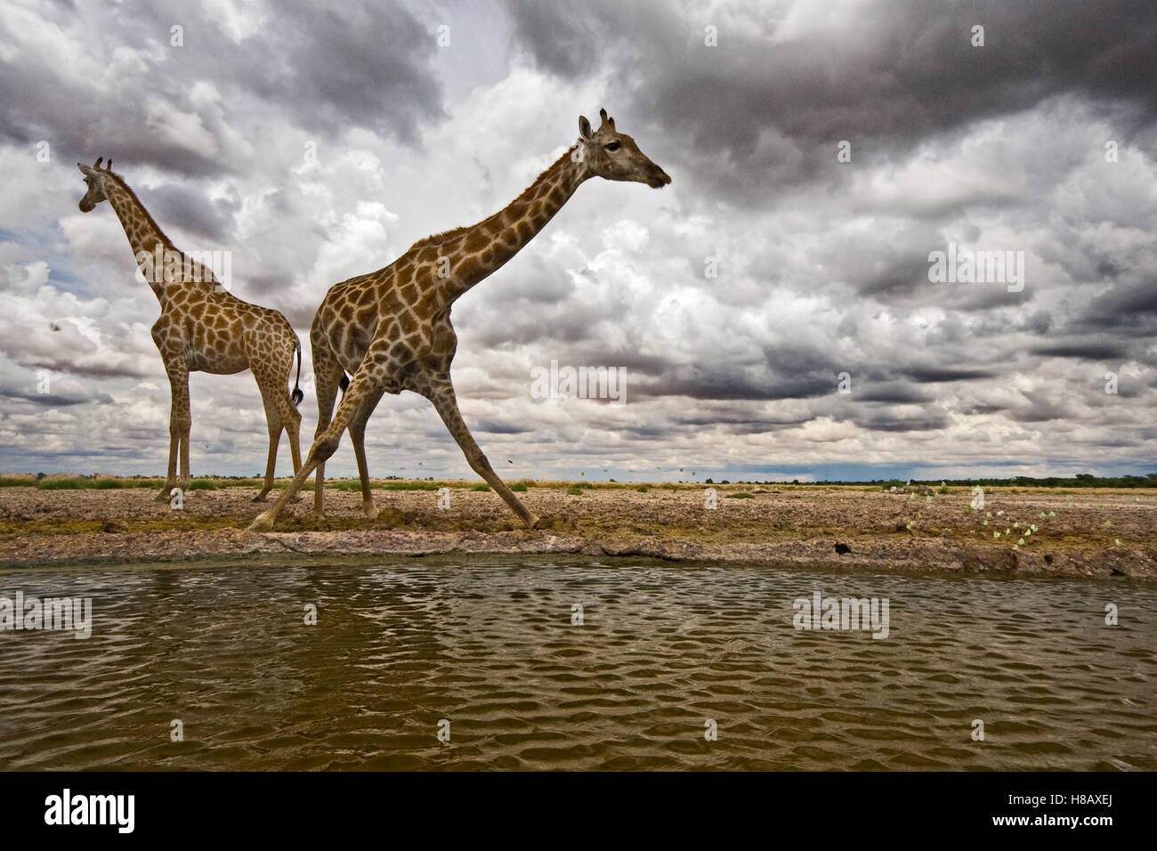Giraffe (Giraffa camelopardalis) pair at waterhole in Kalahari, Khutse ...