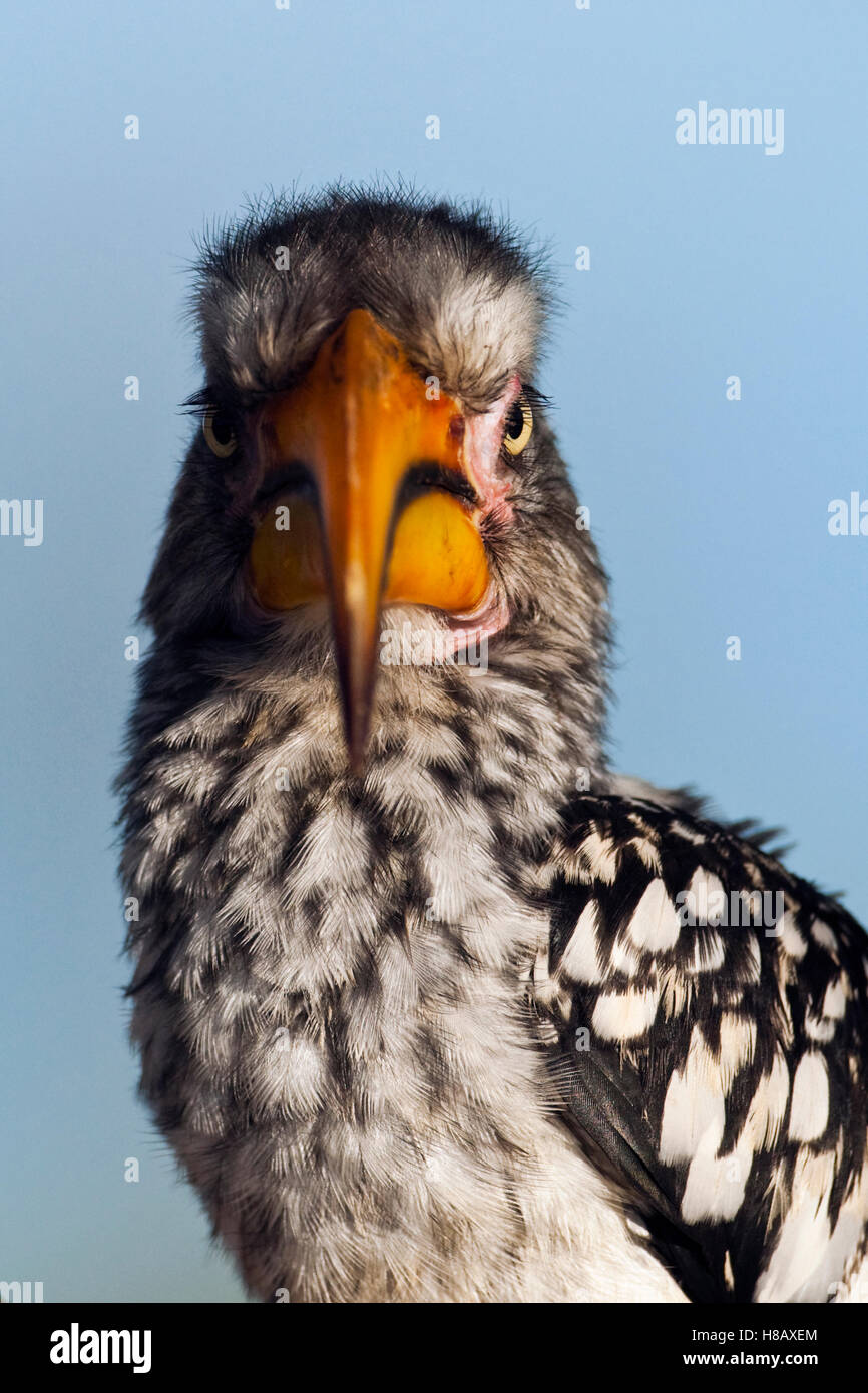 Southern Yellow-billed Hornbill (Tockus leucomelas), Khutse Game ...