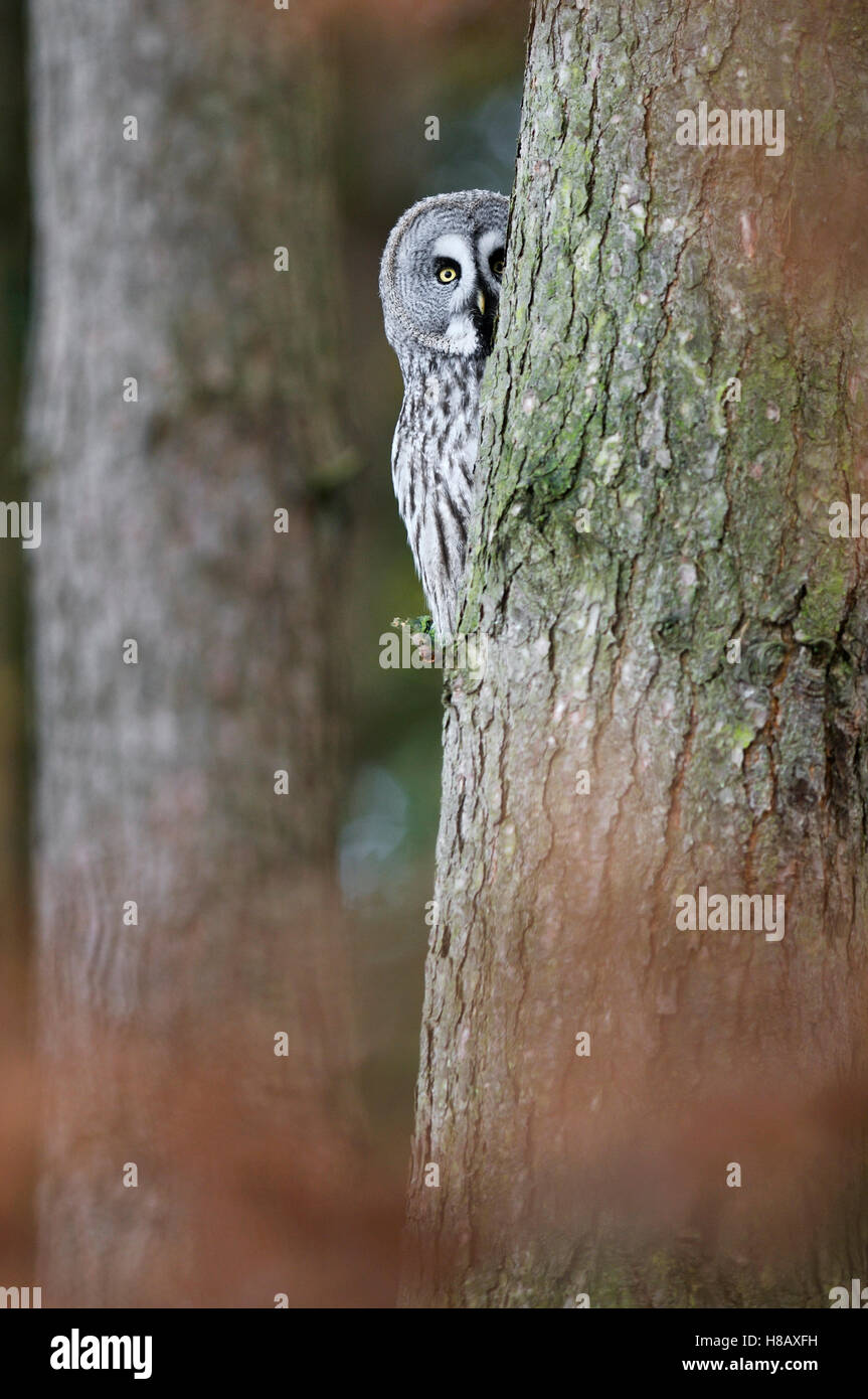Great Gray Owl (Strix nebulosa) looking from behind tree, England Stock ...