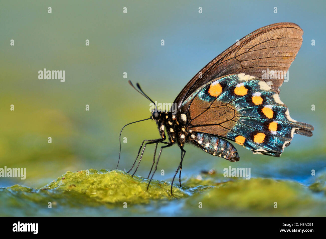 Pipe-vine Swallowtail (Battus philenor) butterfly drinking ...