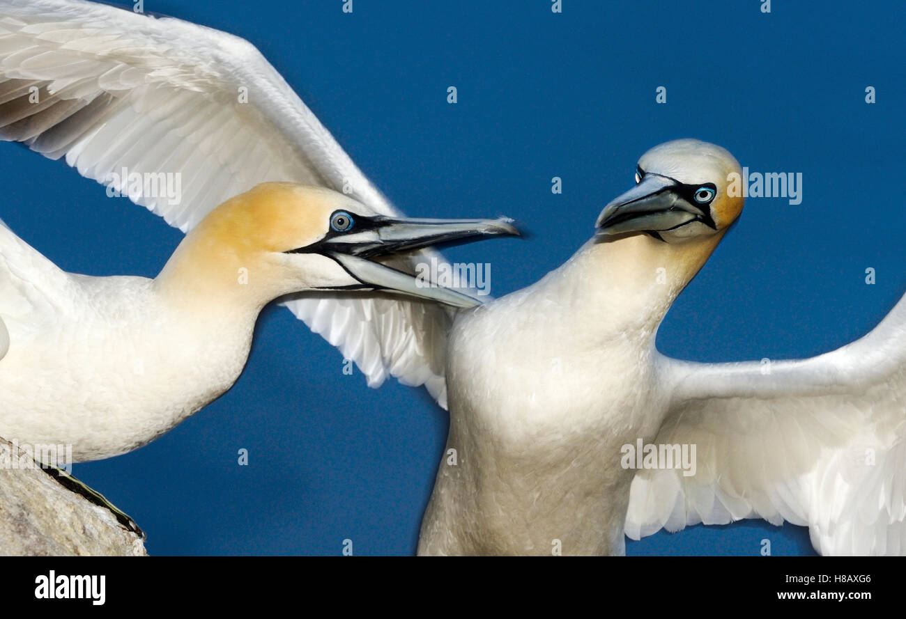 Northern Gannet (Morus bassanus) pair fighting, Saltee Island, Ireland Stock Photo - Alamy